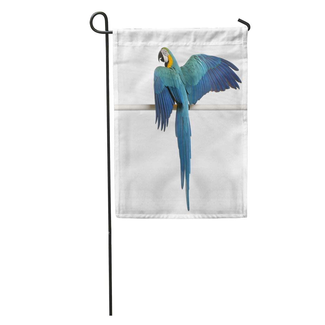 POGLIP Parrot Blue and Yellow Macaw Ara Ararauna Perched on Pole in ...