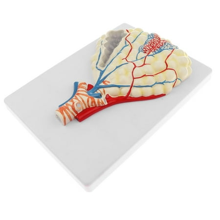 Human Pulmonary Alveolus| Colorful Model | Features and Vessels Shown ...