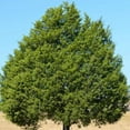 Southern Red Cedar Tree - 10 Live Juniperus virginiana Silicicola ...