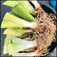Blooming Iris - Tall and sturdy - Freeze-resistant - Ideal for garden ...