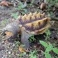 Simulated Alligator Turtle Figurine Plastic Realistic Snapping Turtle ...