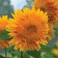 Burpee Citrus Sunflower Flower Seed, 1-Pack - Walmart.com