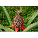 Fresh Produce Fresh Pineapple - Walmart.com