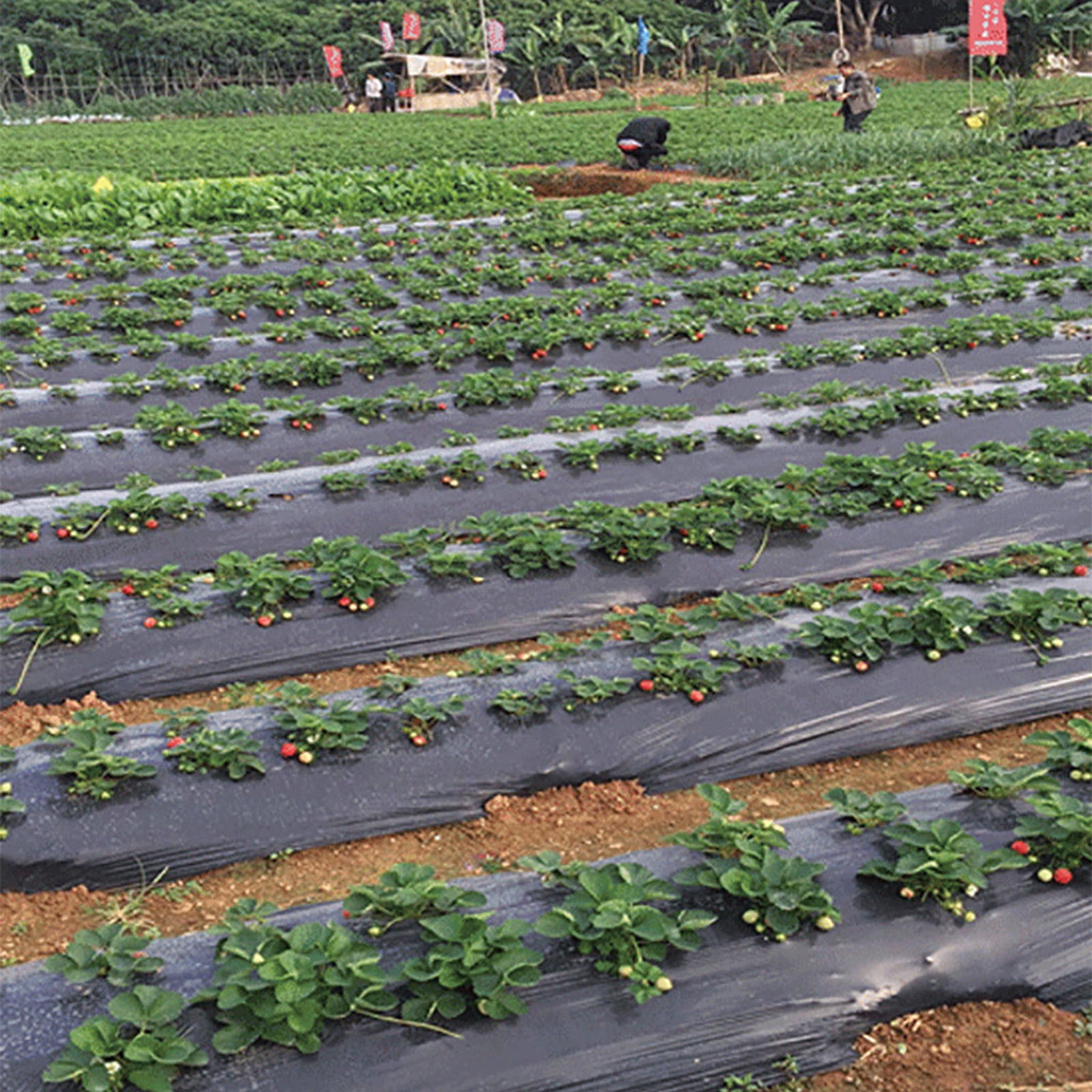Buy Pxiakgy Mulch Agricultural Perforated Film Perforated Insulation PE ...