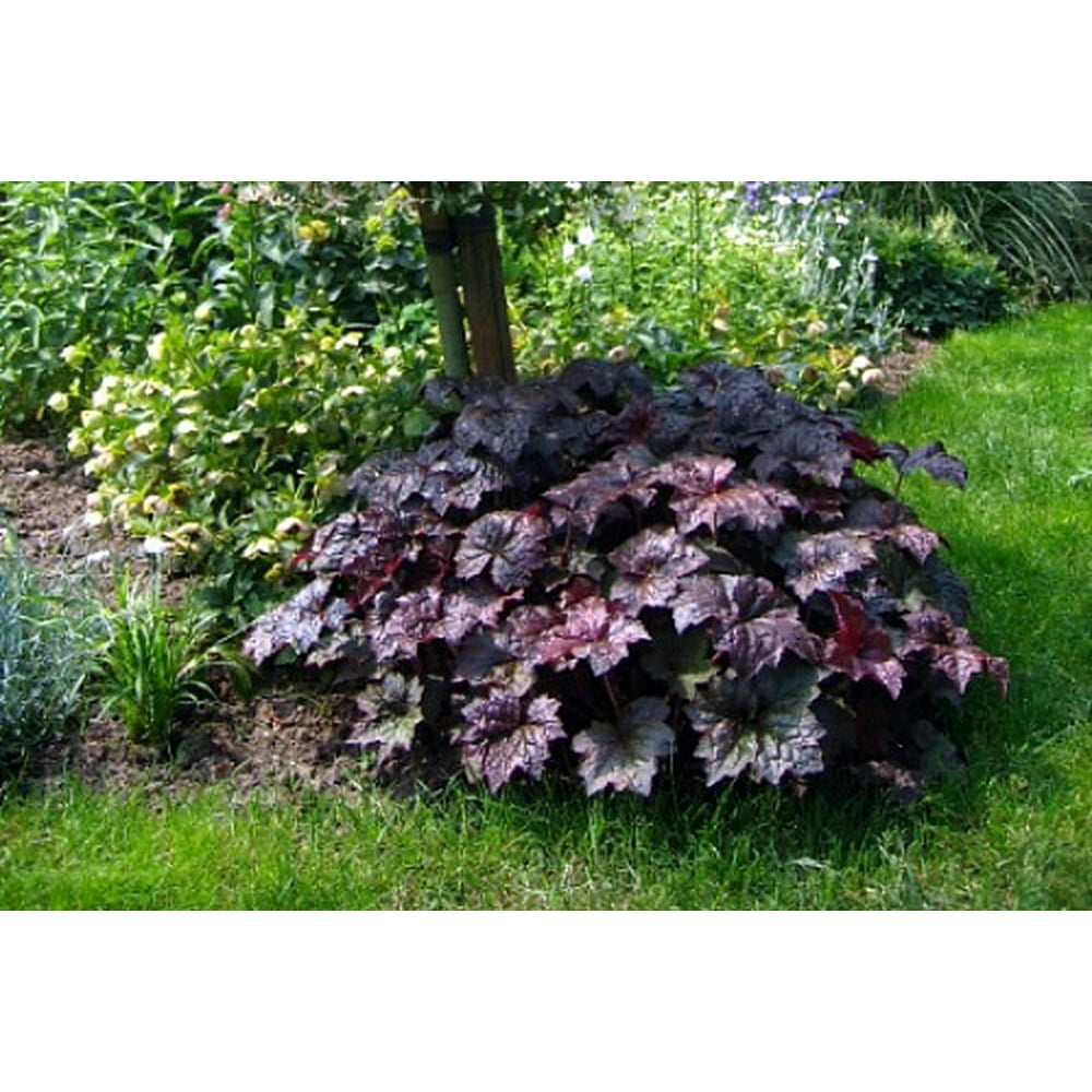 Palace Purple Coral Bells Plant - Heuchera - Live Plant - Quart Pot ...