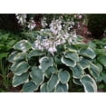 Hosta Patriot Root, Plant, SeedsBulbsPlants&More - Walmart.com
