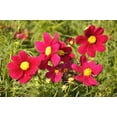 300 RED COSMOS DAZZLER Cosmos Bipinnatus Flower Seeds - Walmart.com