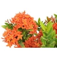 Island Blooms by Costa Farms 36" Tall Ixora, Direct Sunlight, Live ...