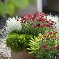 Irish Moss Ground Cover Plants & Seed - Natural Sun Flower, 10000 Seeds ...
