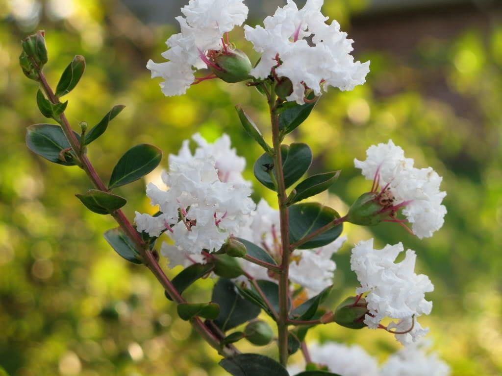 35 WHITE CREPE MYRTLE Lagerstroemia Indica Flowering Shrub Bush Small ...