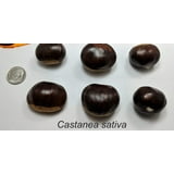 CZ Grain Authentic 6 Fresh Chestnut Tree Seeds for High Yield Planting ...