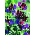 60 Mixed Colors SWEET PEA ROYAL Family Mix Lathyrus Odoratus Flower ...