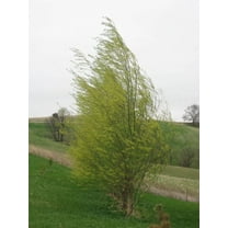 CZ Grain 4 Hybrid Poplar Trees - Fast Growing, Privacy & Shade. 4 Live ...