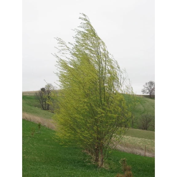 Hybrid Austree Willow Trees - Fast Growing, Privacy & Shade Live Yard ...