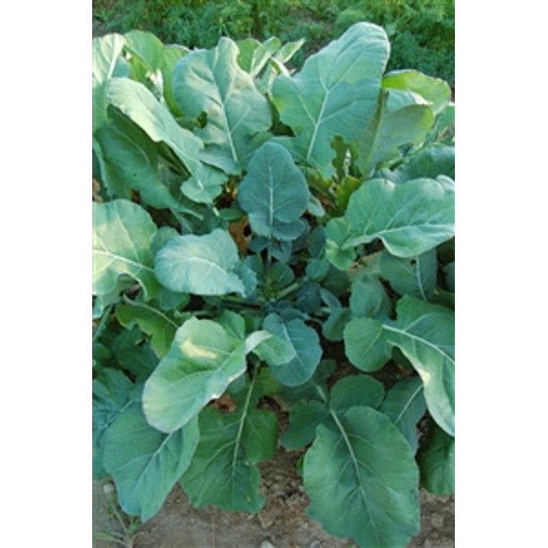 Collards Georgia Southern Heirloom Seed - 1 Packet - Walmart.com ...