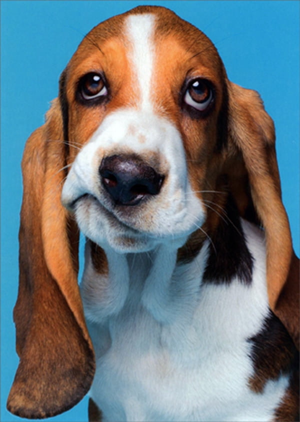 Avanti Press Frowning Beagle Funny Dog Get Well Card - Walmart.com
