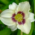 Daylily Roots - Fragrant Rebloomer Mix, 5 Roots, Attracts Pollinators ...