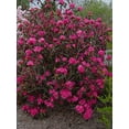 Green Promise Farms™ Live Hardy Landmark Rhododendron with Striking Red ...