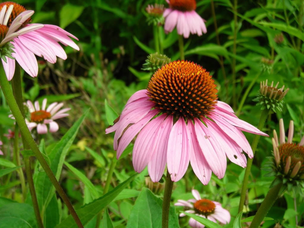 50 PINK BABY CONEFLOWER Echinacea Pallida Flower Seeds - Walmart.com