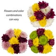 Fresh-Cut Jumbo Mums Flower Bunch, Colors Vary - Walmart.com