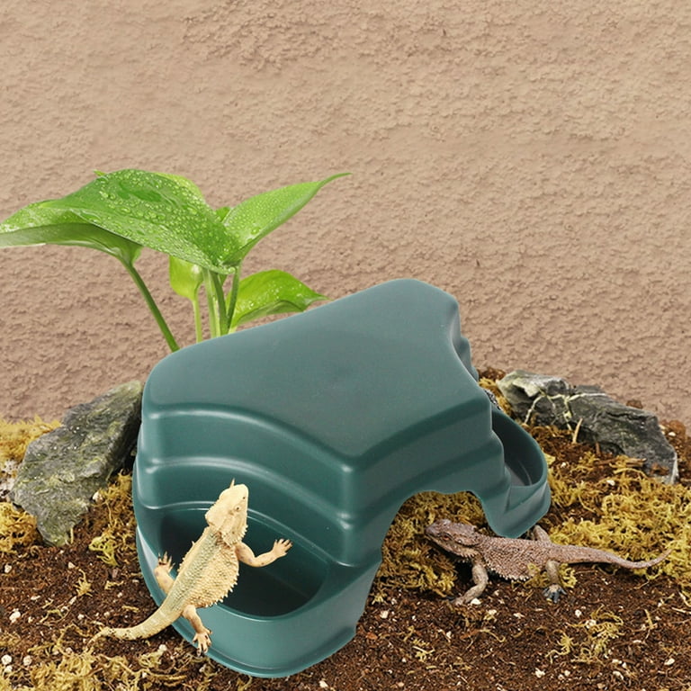 Dragon Fish At Walmart