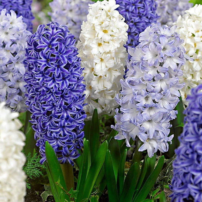 Blue Hyacinth Flower