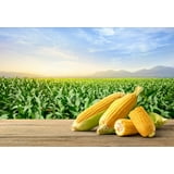 Seedville USA, 100 Iochief Yellow Sweet Corn Seeds, Zea Mays, Golden ...
