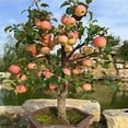 CZ Grain, 25 Dwarf Exotic Bonsai Apple Tree Seeds, Rare Miniature Tree ...