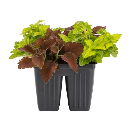 Expert Gardener 4-Pack Red Impatiens Live Annual Plant Shade - Walmart.com