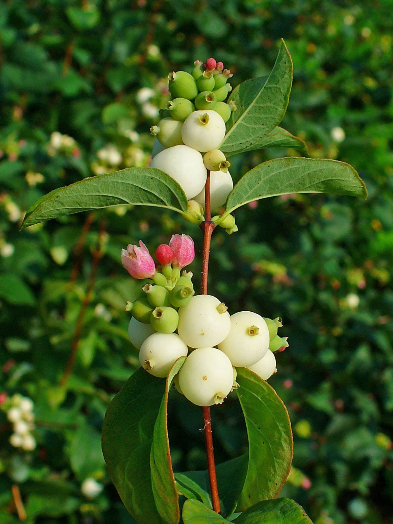 25 COMMON SNOWBERRY - WHITE Berries Pink Flowers Symphoricarpos Alba ...