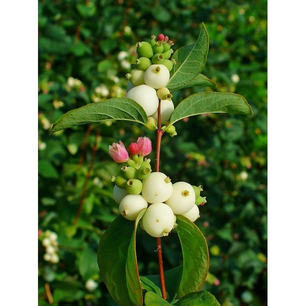25 COMMON SNOWBERRY - WHITE Berries Pink Flowers Symphoricarpos Alba ...