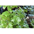 Wekiva Foliage Grape Ivy - Cissus Rhombifolia Indoor Houseplant Vine in ...