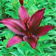 Stargazer Lily Bulbs - Jumbo Pack - Walmart.com