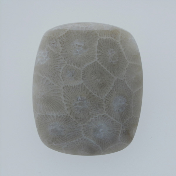33x27mm Petoskey Stone Fossil - Walmart.com