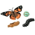 Insect Lore Butterfly Life Cycle Stages Figurines, 4 Per Set, 2 Sets ...