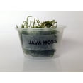 Java Moss - Easy Live Fresh Water Aquatic Plant for Fish Tank, Floating ...