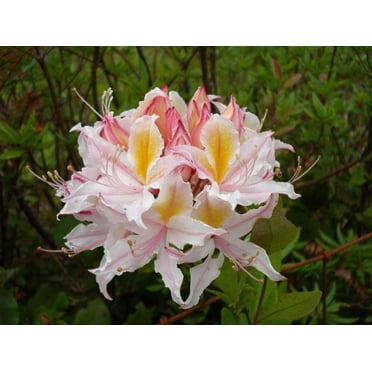 50 Rosebay RHODODENDRON Maximum White Pink Laurel Bush Shrub Flower ...
