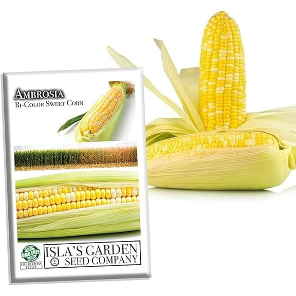 Ambrosia Hybrid Sweet Corn, 50 Seeds Per Packet, Non GMO Seeds ...