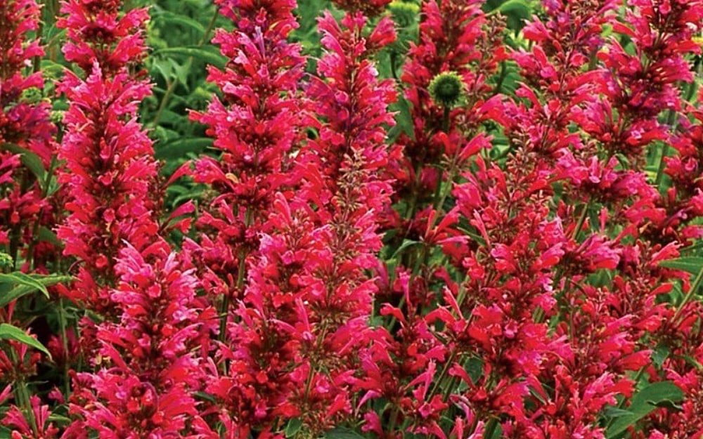 Agastache Red Fortune