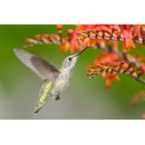 10 RED LUCIFER CROCOSMIA Crocosmia Masoniorum Flower Seeds - Walmart.com