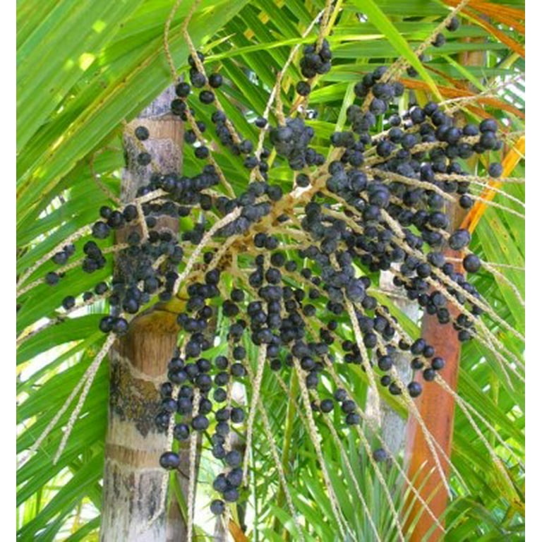 Acai Berry Tree