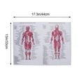 Muscular Anatomical Chart Muscle Anatomy Human Body Poster Posters ...