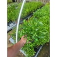 Mini Blues Blueberry Bush - Live Plant ( 1 QT ) - Edible Landscape ...