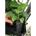LIVE Texas Everbearing Fig Plant - Ficus Carica, Self-Pollinating ...