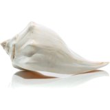 Seashell | 1 Off-White Polished Atlantic Whelk 7"-8" | Display & Beach ...