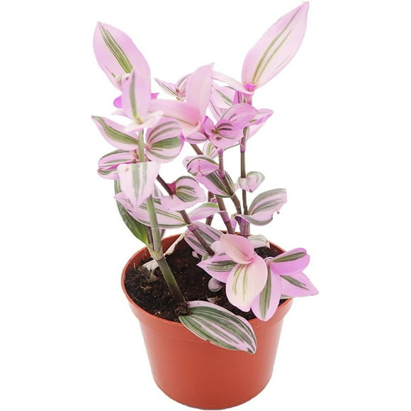 Wandering Jew Plant