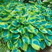 Canadian Blue Hosta Live Outdoor Garden Plant, Large Blue-Green Foliage ...