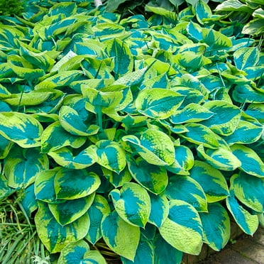 Canadian Blue Hosta Live Outdoor Garden Plant, Large Blue-Green Foliage ...