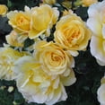 Heirloom Roses Yellow Rose Bush - Summer Love™ Hybrid Tea - Fragrant ...
