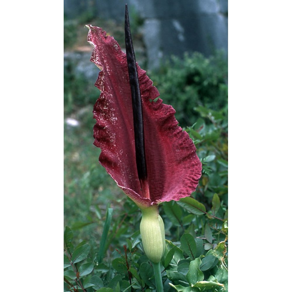 Voodoo Lily 1 Bulb - Dracunculus vulgaris - Indoors/Out - Walmart.com ...